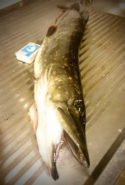 Northern Pike, 3lb 4oz, 2ft 1in , cought at 10/07/2016 - information ...