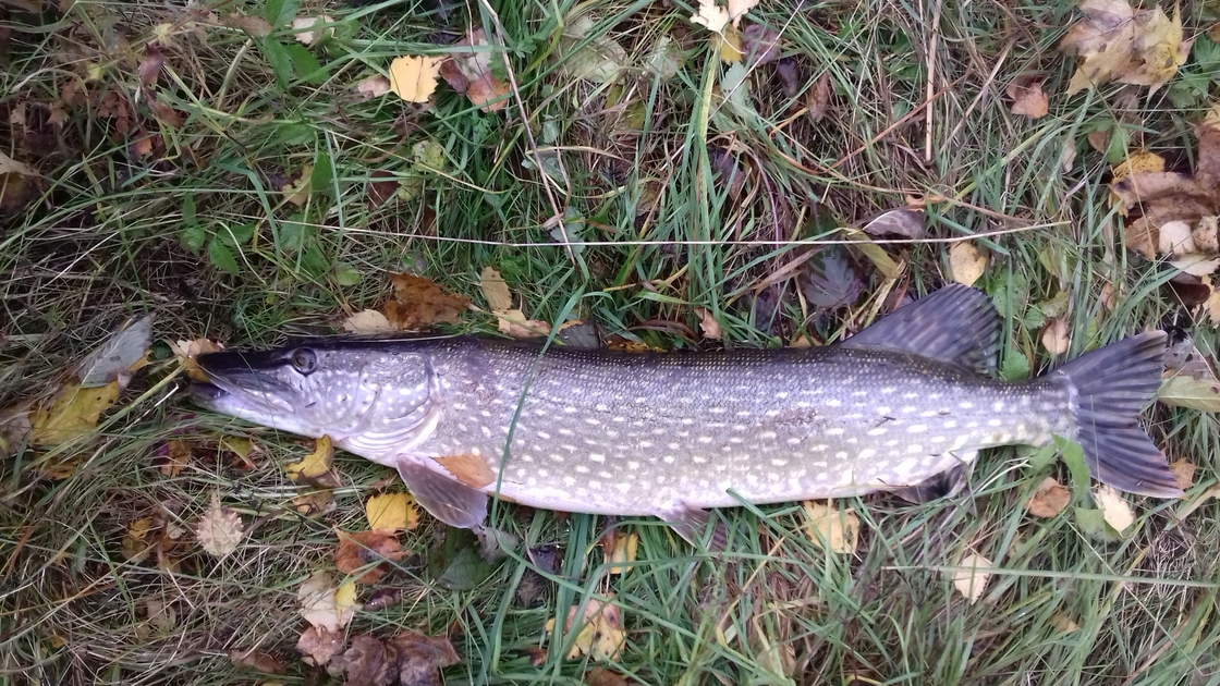 Northern Pike, 7lb 11oz, 2ft 8(1/2)in , cought at 10/22/2016 ...