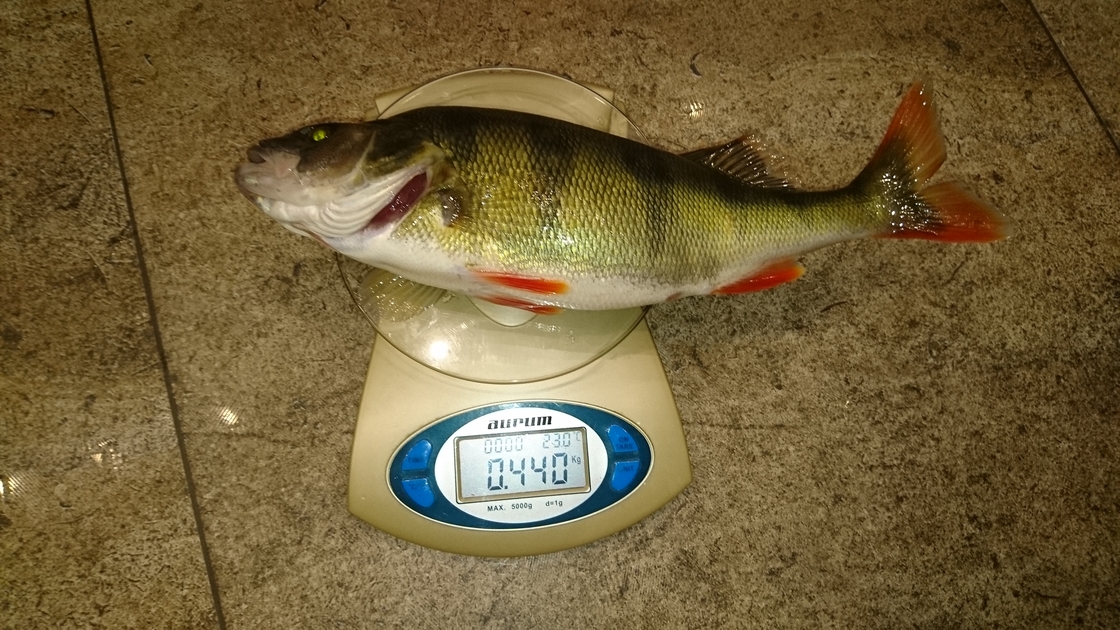 Eurasian perch , cought at 10/02/2016 - information about the catch ...