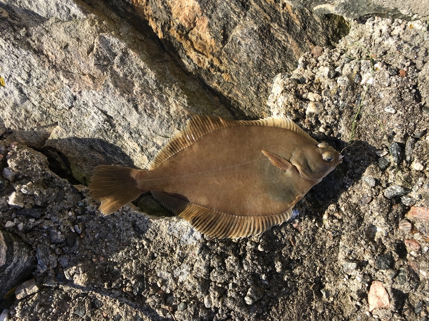 Common dab , cought at 10/08/2016 - information about the catch ...