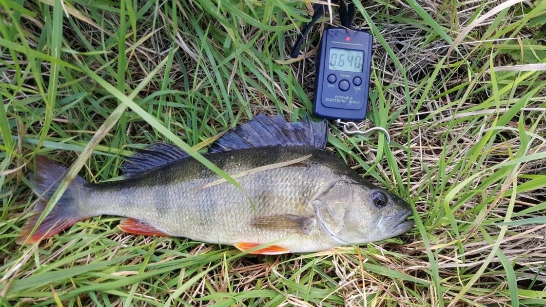 Eurasian perch, 1lb 5oz , cought at 10/25/2016 - information about the ...