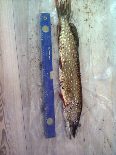 Northern Pike, 4lb 13oz, 1ft 11(1/2)in , cought at 04/27/2015 ...