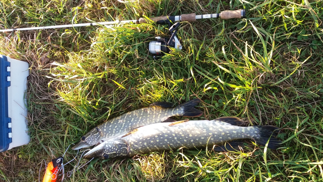 Northern Pike, 4lb 6oz , cought at 10/15/2016 - information about the ...