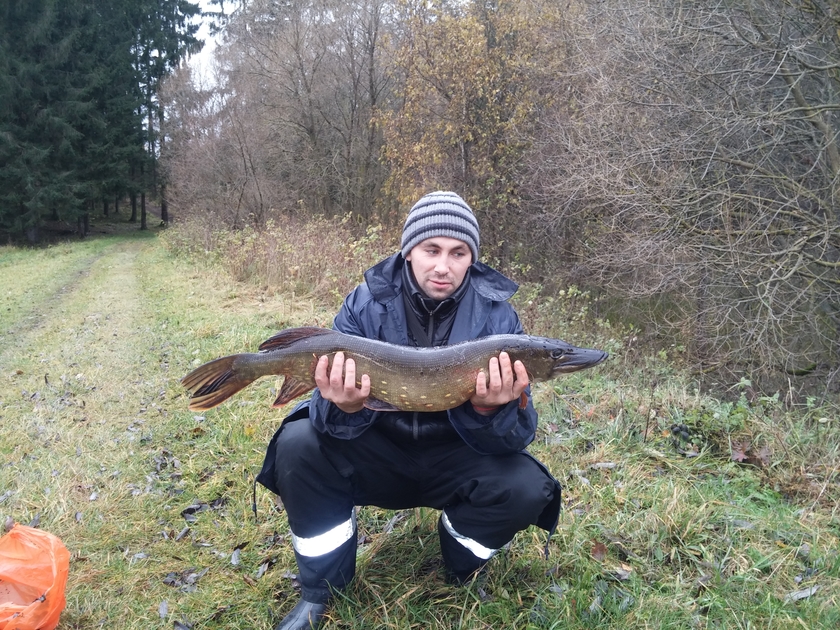 Northern Pike, 8lb 13oz , cought at 10/30/2016 - information about the ...
