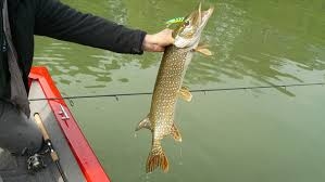 Northern Pike, 4lb 13oz , cought at 11/20/2016 - information about the ...