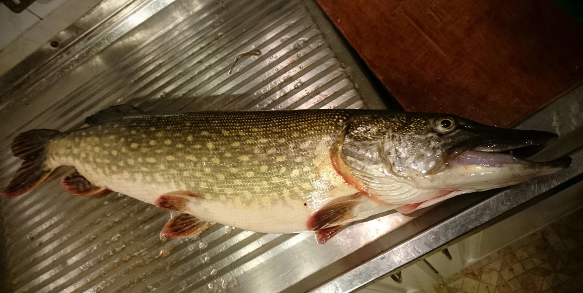 Northern Pike, 6lb 9oz, 2ft 5(1/2)in , cought at 10/30/2016 ...