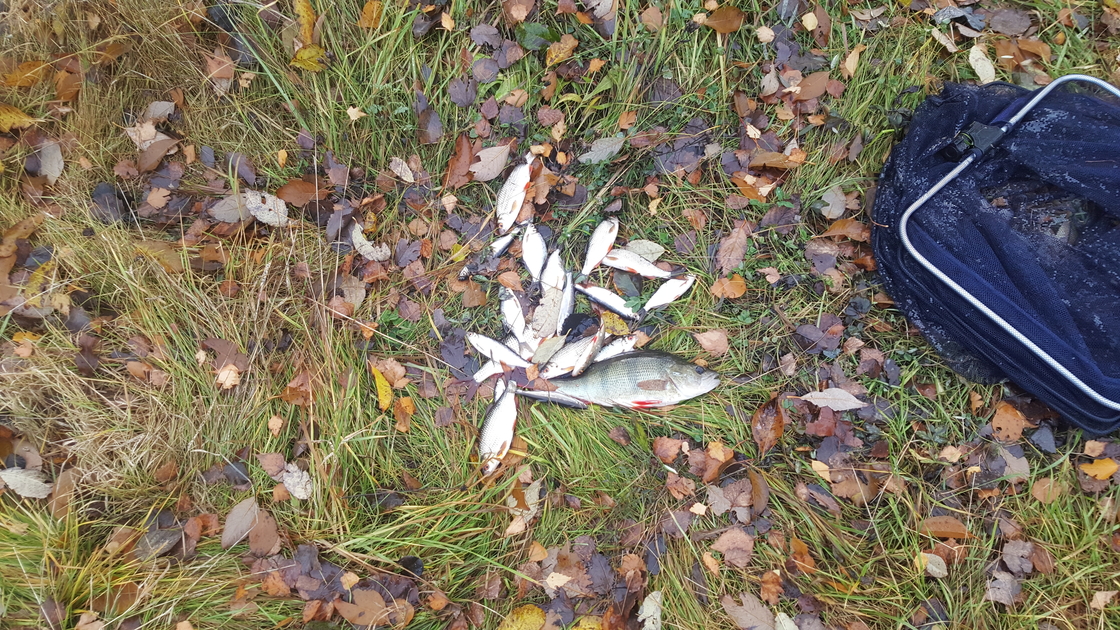 Eurasian perch, 1lb , cought at 09/29/2016 - information about the ...