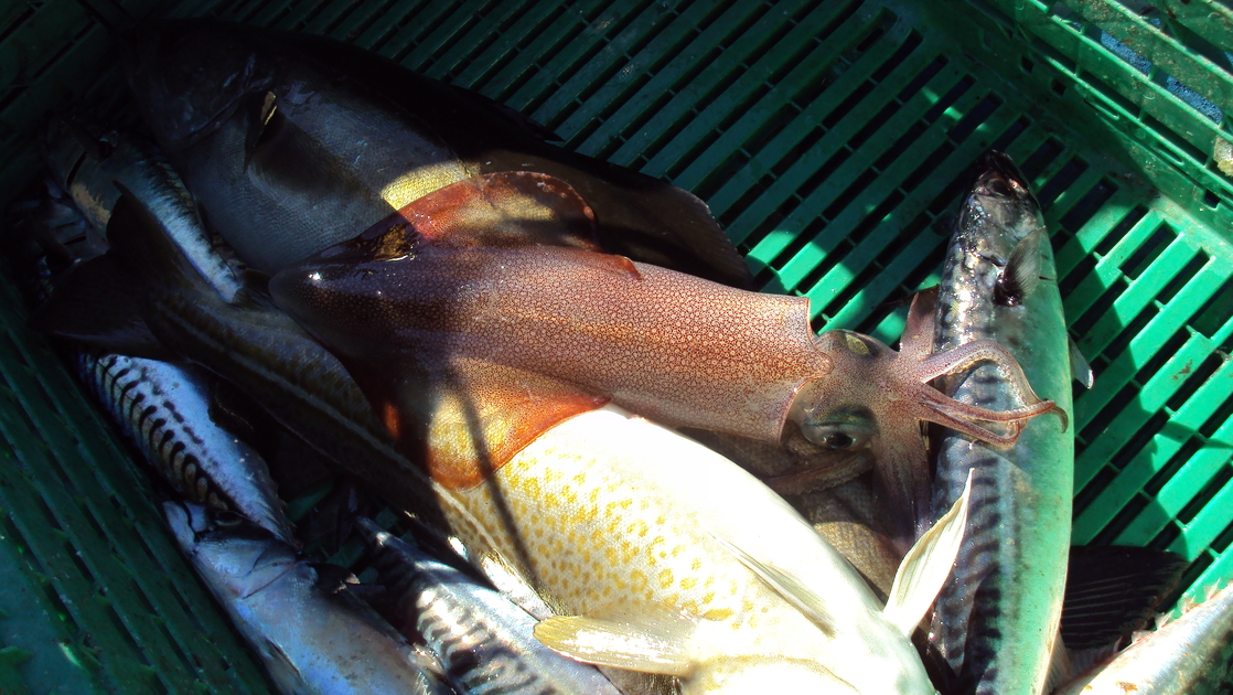 Combed snailfish, 10oz , cought at 08/11/2011 - information about the ...