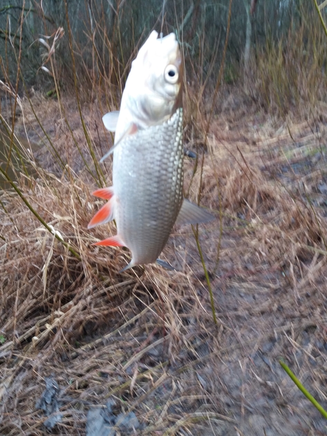 chub , cought at 01/01/2017 - information about the catch | Pinfishing.com