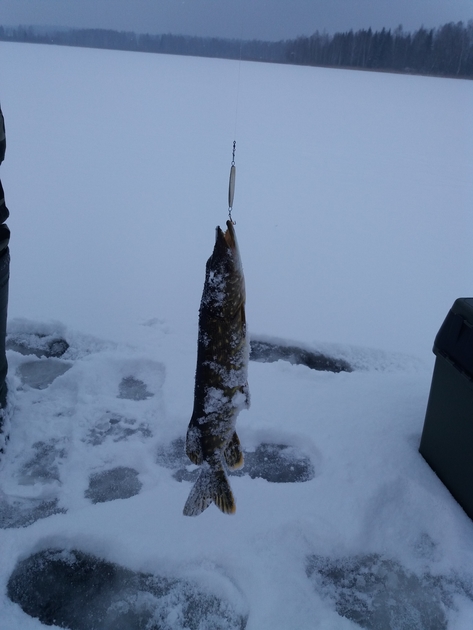 Northern Pike , cought at 01/17/2017 - information about the catch ...