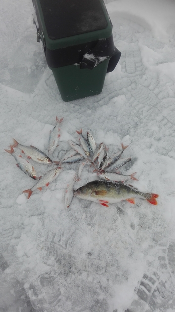 Roach , cought at 01/19/2017 - information about the catch | Pinfishing.com