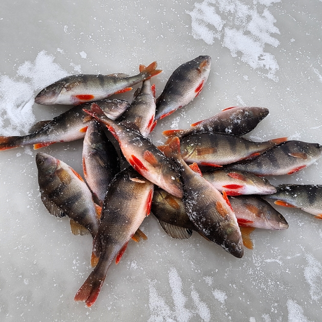 Eurasian perch - information about the catch | Pinfishing.com