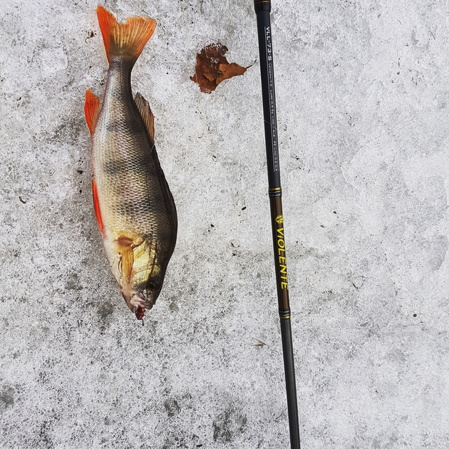 Eurasian perch - information about the catch | Pinfishing.com