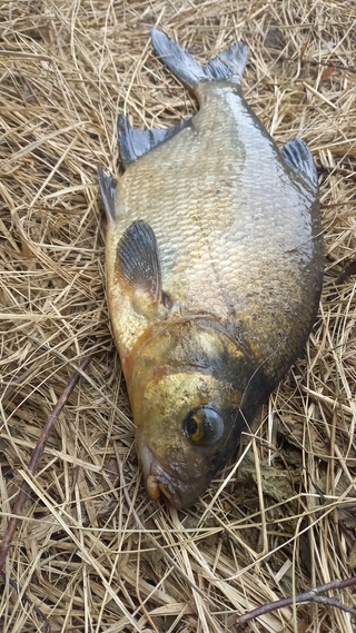 Carp bream, 3lb 8oz , cought at 07/06/2022 - information about the ...