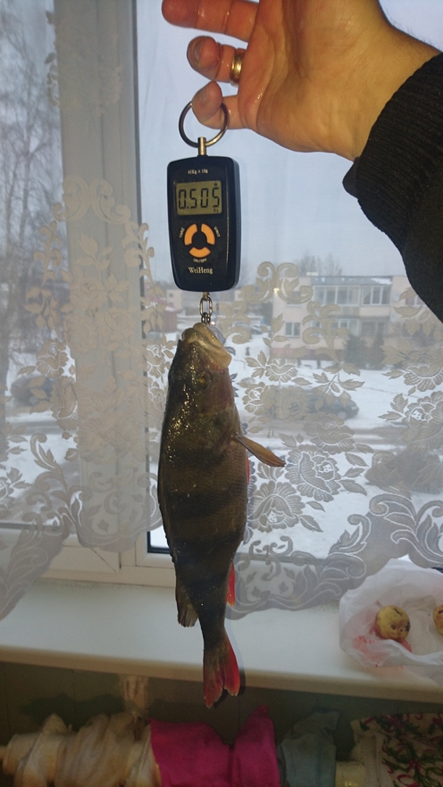 Green head fishing with larva | pinfishing.com