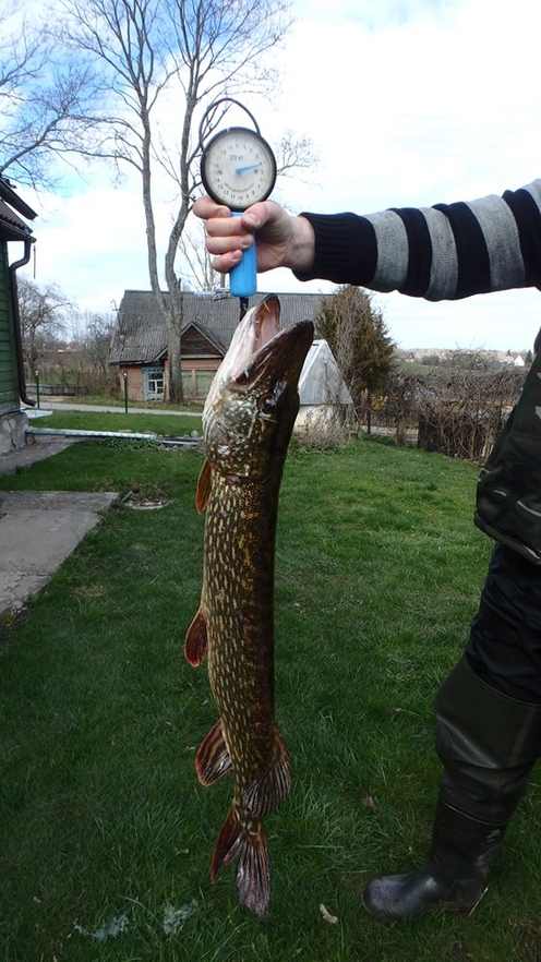 Northern Pike, 8lb 13oz - information about the catch | Pinfishing.com