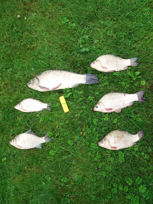 Carassius auratus gibelio fishing on Pond Garliavos I-asis (Kauno ...