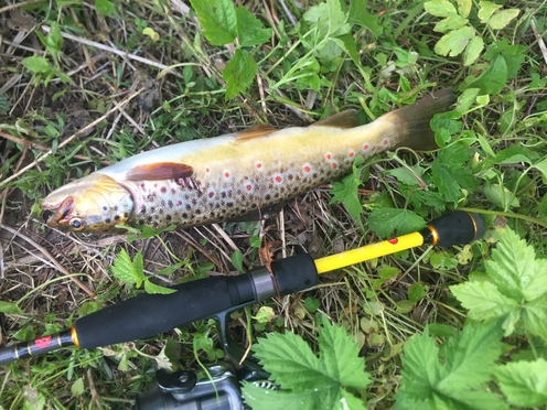 Margasis upėtakis , cought at 05/27/2017 - information about the catch ...