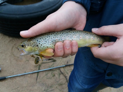 Brown Trout (Salmo trutta) fishing in Belarus | pinfishing.com