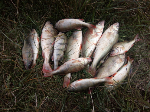 Green head fishing with combination | pinfishing.com