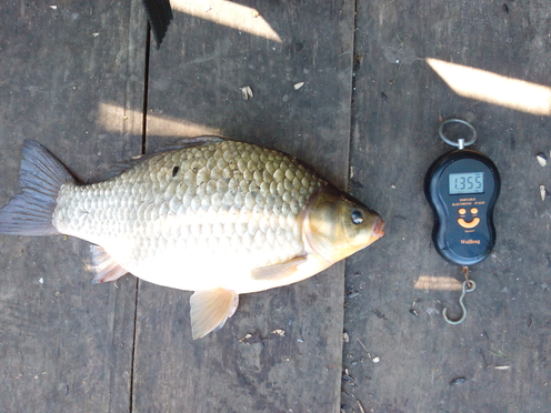Crucian carp (Carassius carassius) fishing in Šilalės, Tauragės ...