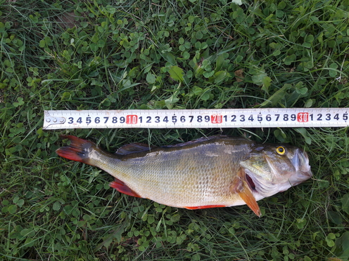 Eurasian perch fishing on Pond Šaukėnų I-asis (Kelmės, Šiaulių ...