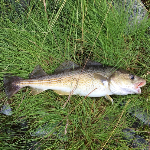 Fishing in Gamvik, Finnmark | pinfishing.com