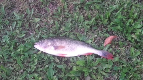 Green head fishing on Lake Gudelių (Šiaulių, Šiaulių) | pinfishing.com