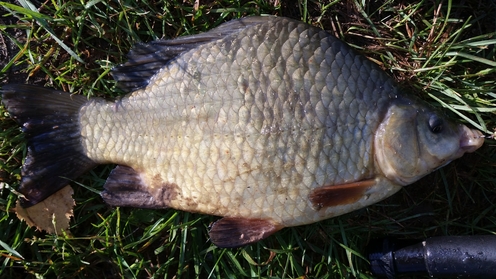 Crucian carp (Carassius carassius) fishing in Kėdainių, Kauno ...