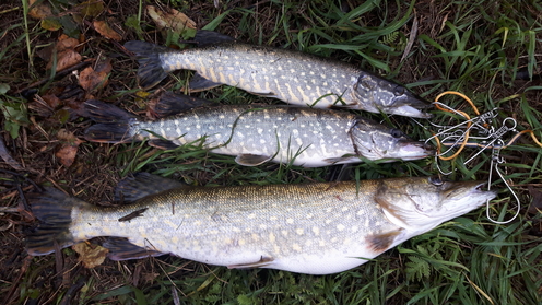 Jigging on Pond Tūbausių I-asis (Kretingos, Klaipėdos) | pinfishing.com