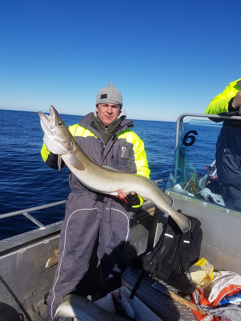 Common ling (Molva molva) fishing | pinfishing.com