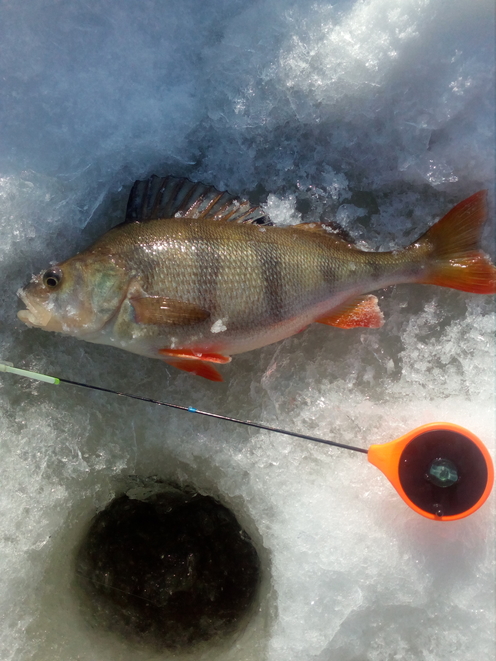 Eurasian perch, 1lb 1oz , cought at 03/04/2018 - information about the ...
