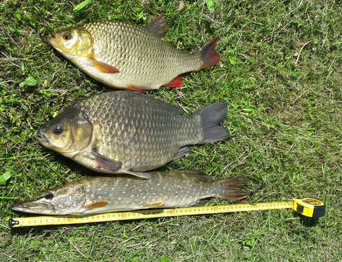 Carassius auratus gibelio fishing on Pond Šaukėnų I-asis (Kelmės ...