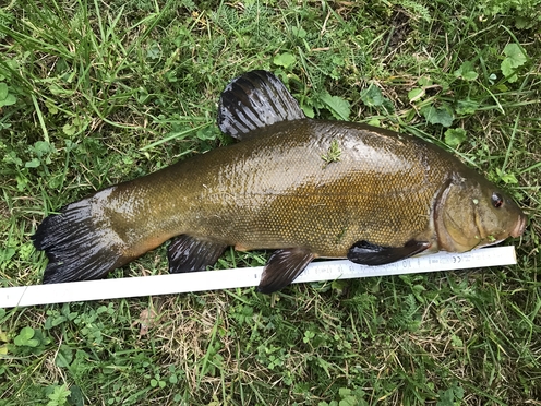 Tench - information about the catch | Pinfishing.com