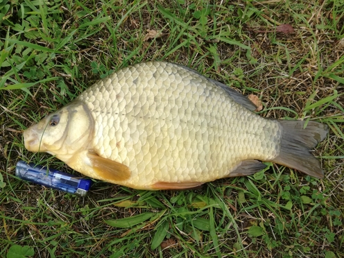 Crucian carp (Carassius carassius) fishing with dough | pinfishing.com