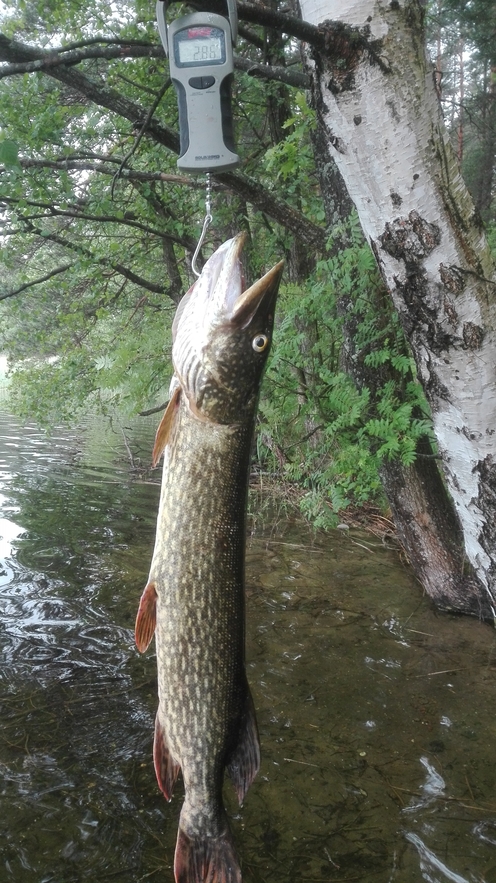 Northern Pike, 6lb 2oz , cought at 05/29/2019 - information about the ...