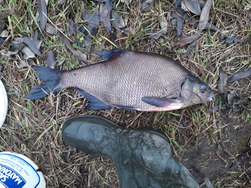 Carp bream, 3lb 4oz , cought at 11/11/2018 - information about the ...