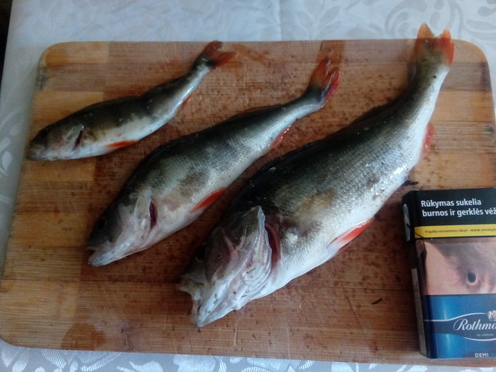 Green head fishing with larva | pinfishing.com