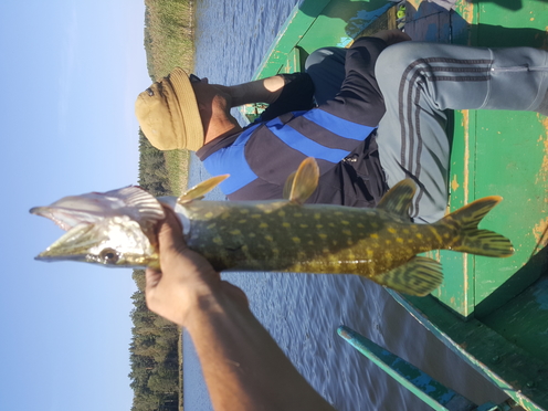 Northern Pike , cought at 09/20/2018 - information about the catch ...