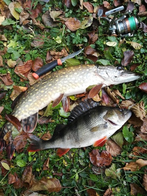 Eurasian perch, 1lb 5oz , cought at 10/20/2018 - information about the ...
