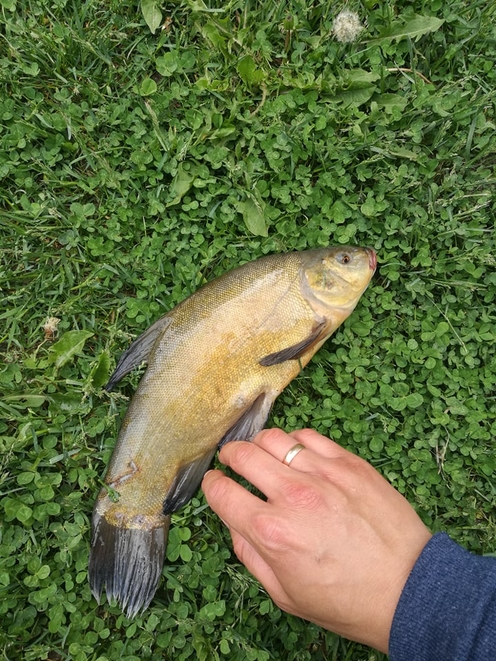 Tench fishing on Pond Raudeniškių (Marijampolės, Marijampolės ...