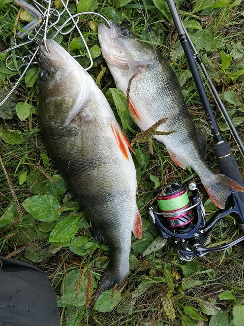 Eurasian perch , cought at 08/15/2019 - information about the catch ...