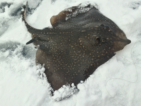 Roker fishing with bait fish | pinfishing.com