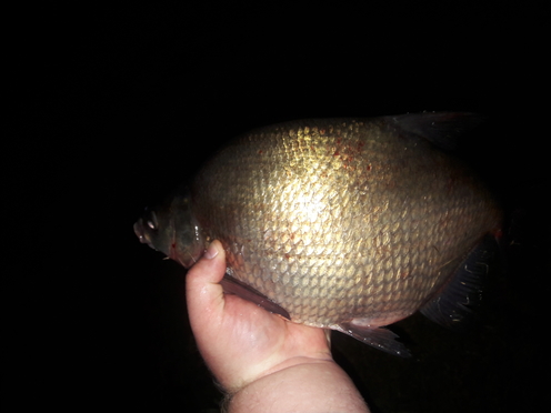 Carp bream, 3lb 1oz , cought at 07/23/2019 - information about the ...
