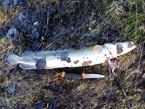 Common ling (Molva molva) fishing with bait fish | pinfishing.com