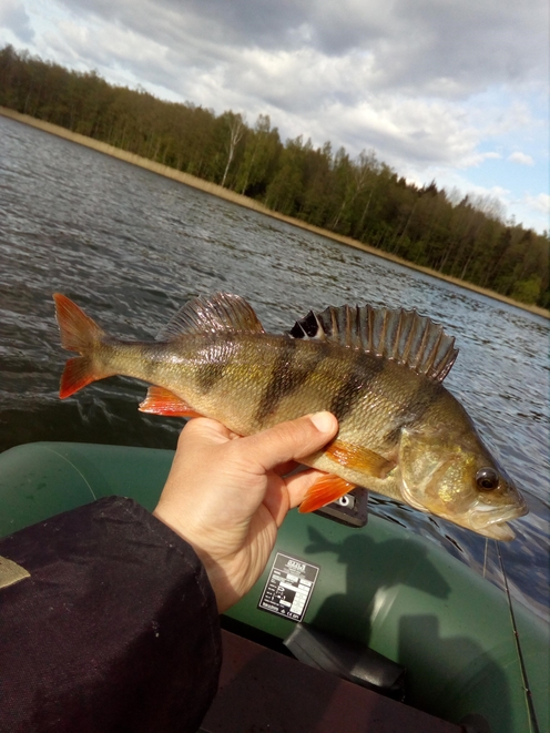 Eurasian perch , cought at 05/22/2020 - information about the catch ...