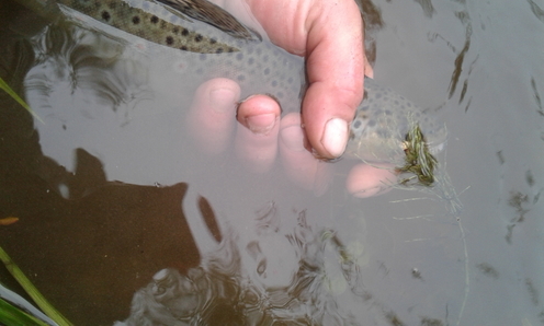 Margasis upėtakis , cought at 05/22/2021 - information about the catch ...