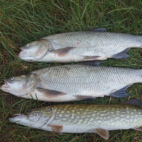 Asp fishing in Kaišiadorių, Kauno | pinfishing.com