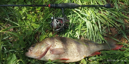 Eurasian perch, 1ft 4in , cought at 05/26/2021 - information about the ...