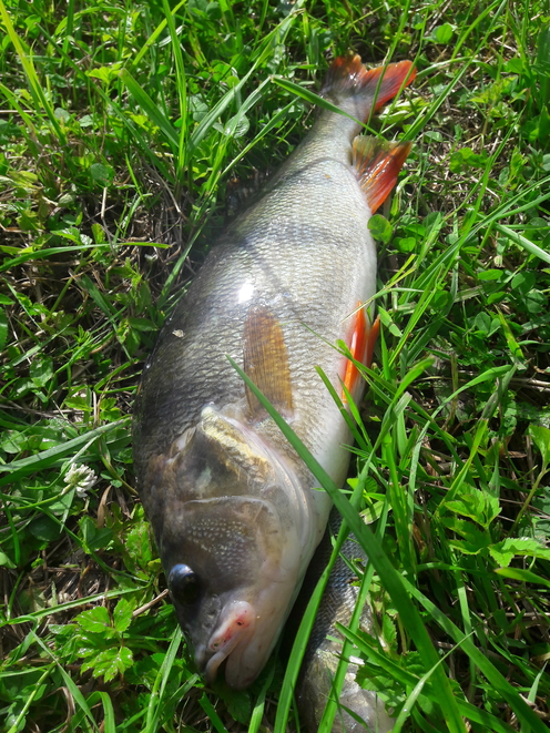 Green head fishing in Šiaulių | pinfishing.com